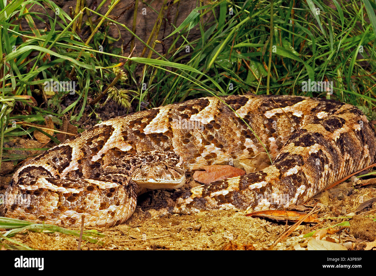 Puff Adder Snake Bitis arietans arietans Central South Africa Stock ...