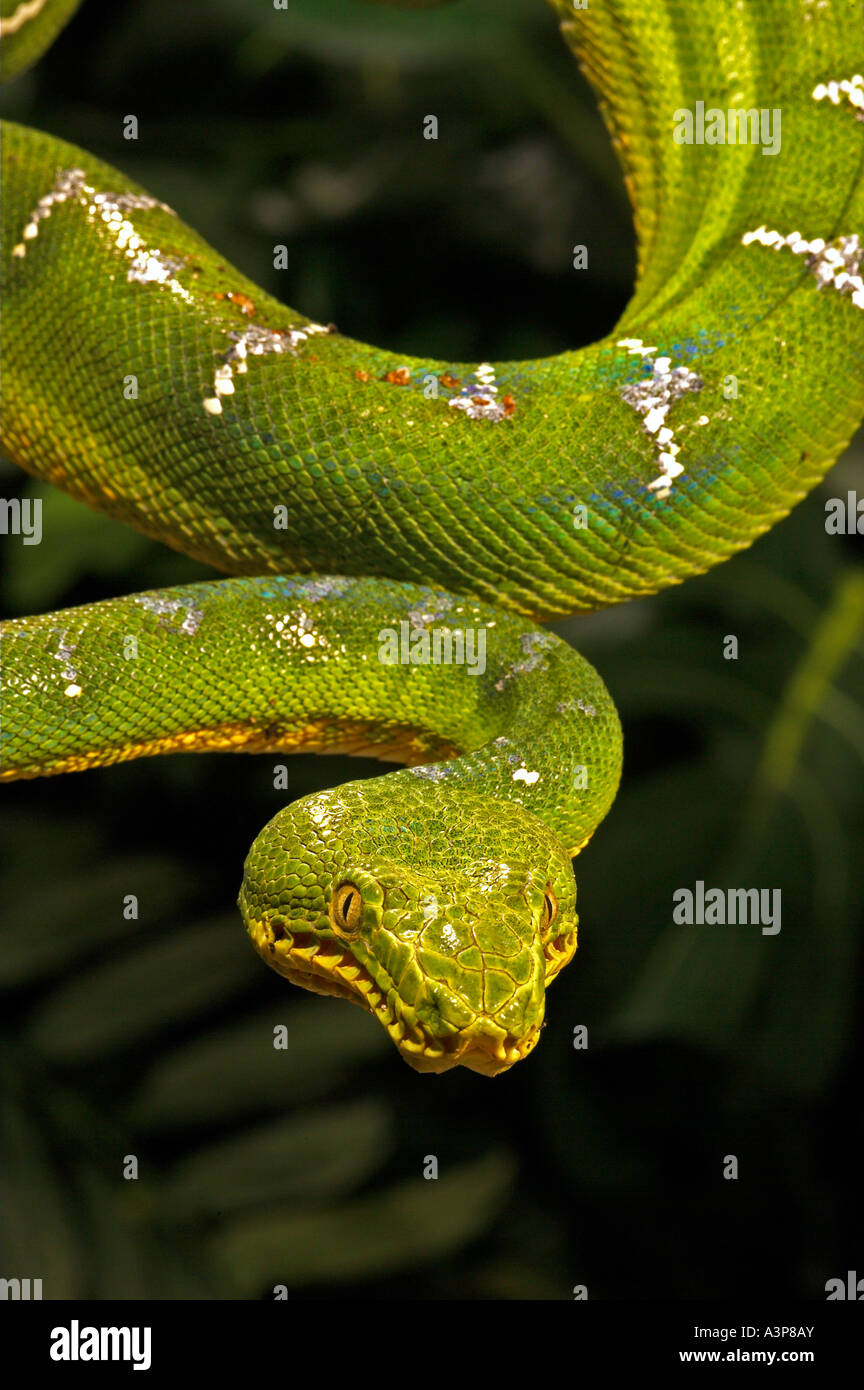 Emerald tree boa corallus caninus hi-res stock photography and images ...