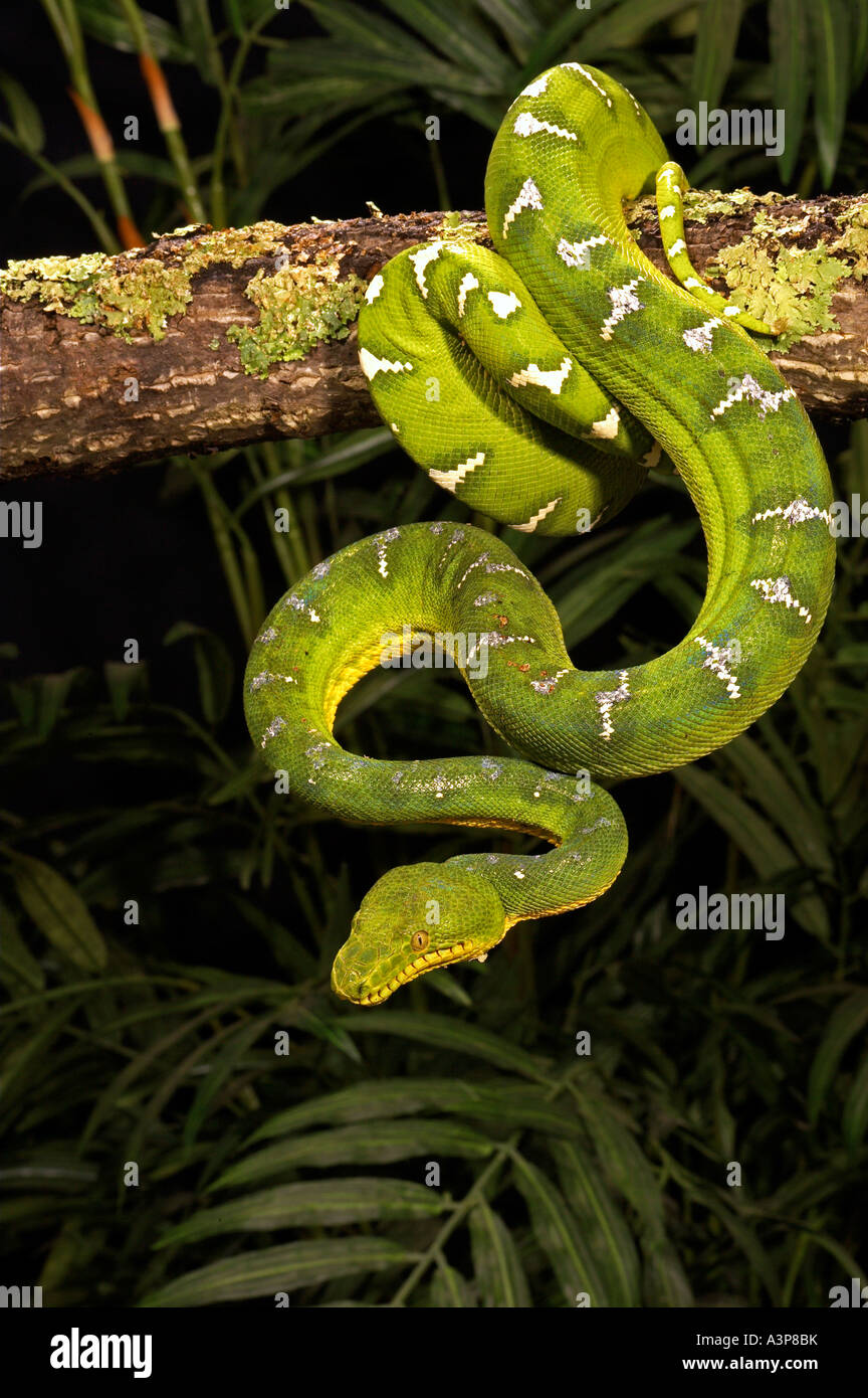 Emerald Tree Boa Corallus caninus South America Stock Photo - Alamy