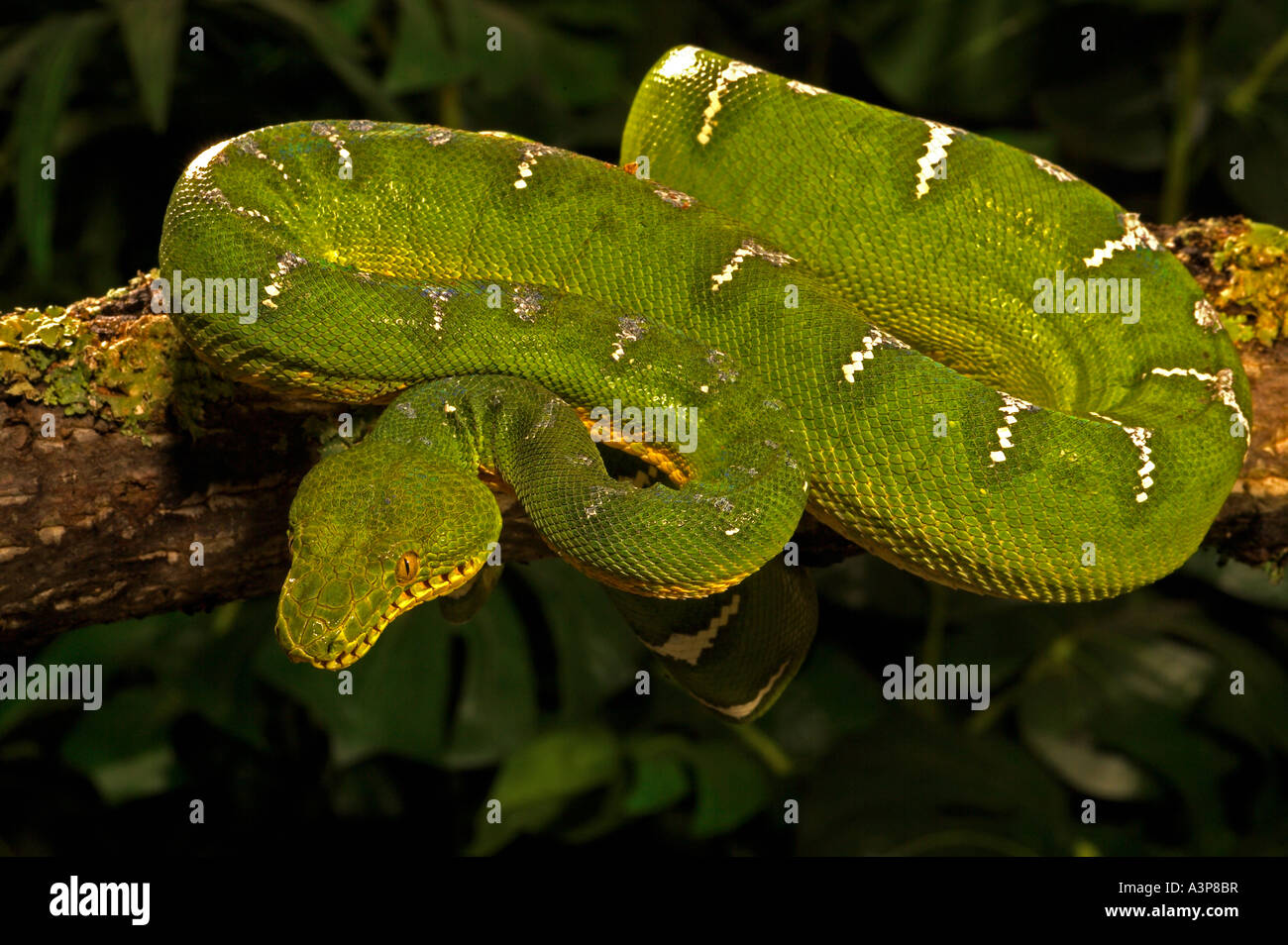 Emerald Tree Boa Corallus caninus South America Stock Photo - Alamy