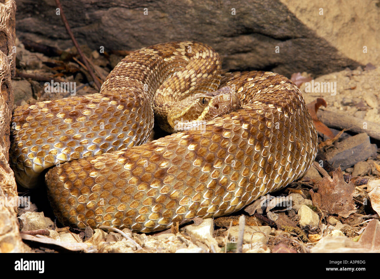 Mojave Rattlesnake Crotalus scutulatus western USA Stock Photo - Alamy