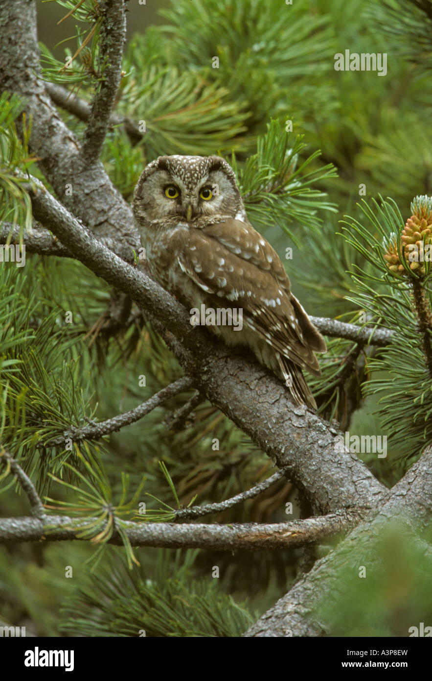 Boreal Owl Aegoliius funereus Spain Stock Photo - Alamy