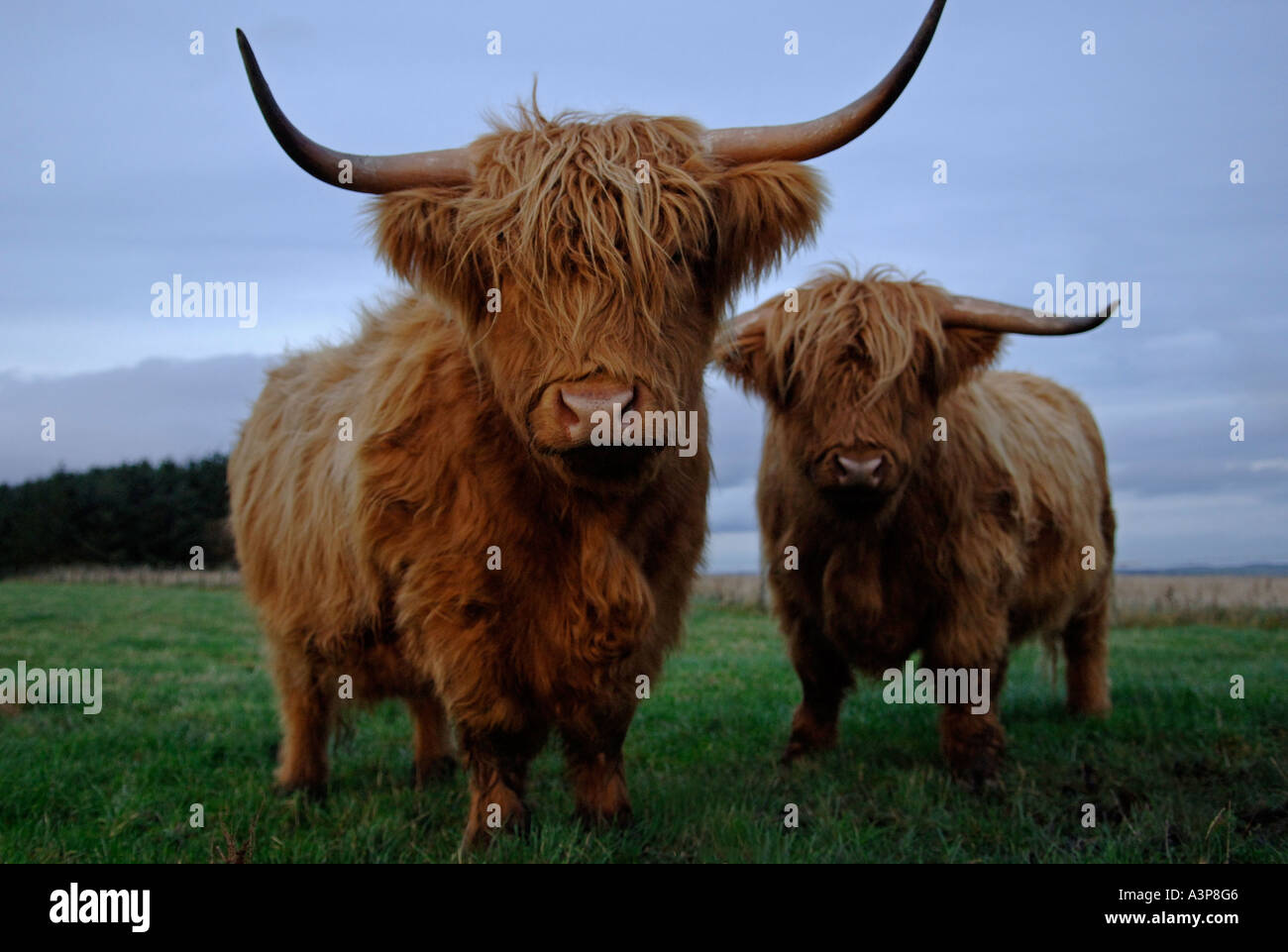 Durham horned cattle hi-res stock photography and images - Alamy
