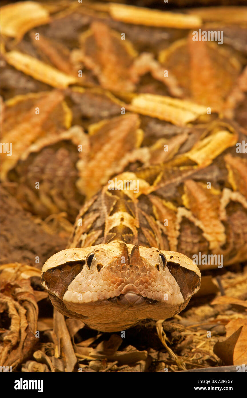 West African Gaboon Viper Snake Bitis gabonica rhinoceros Africa Stock ...