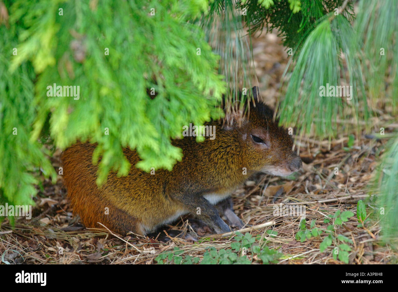 Golden agouti hi-res stock photography and images - Alamy