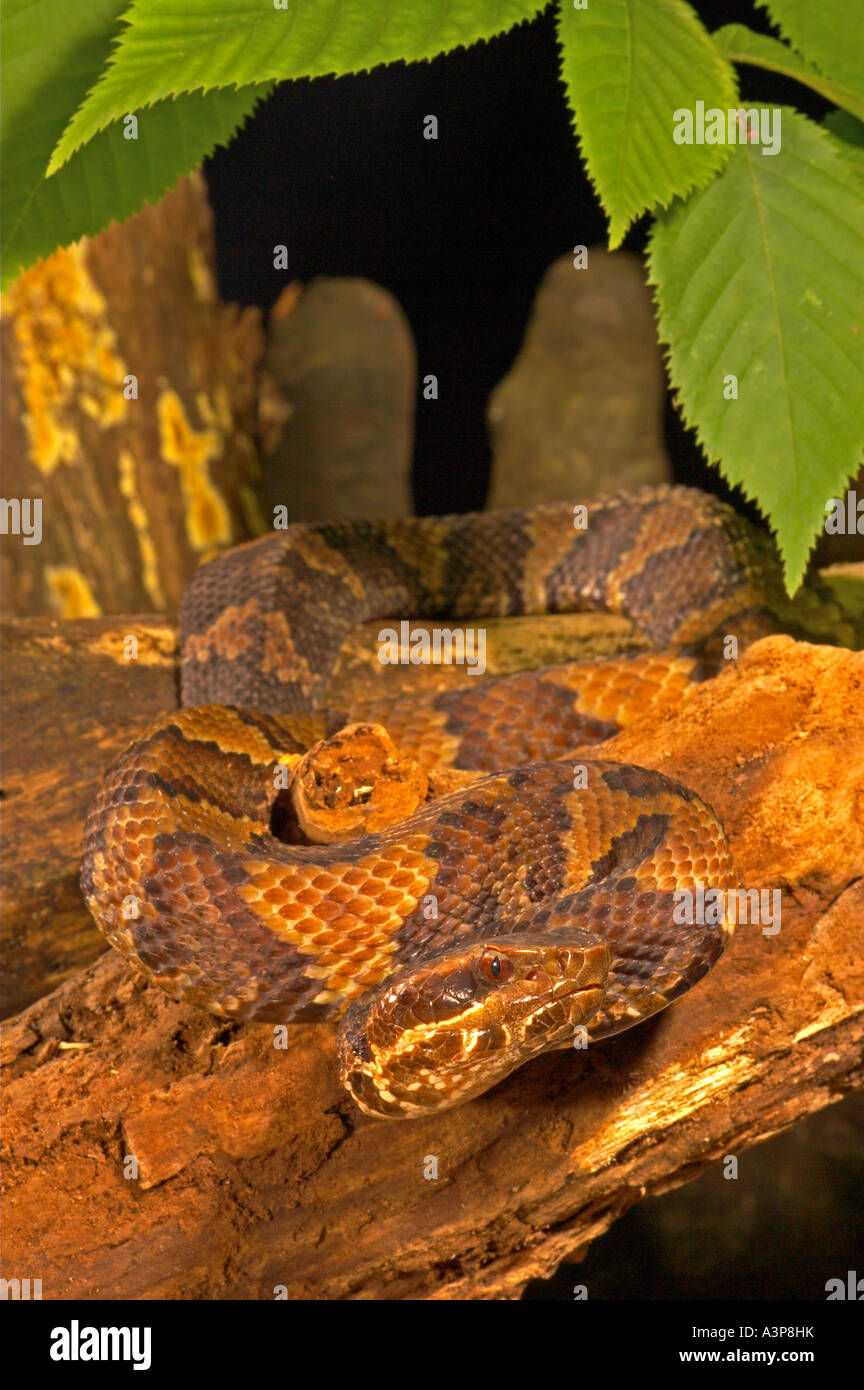 Cottonmouth snake Agkistrodon piscivorous conanti Florida USA Stock ...