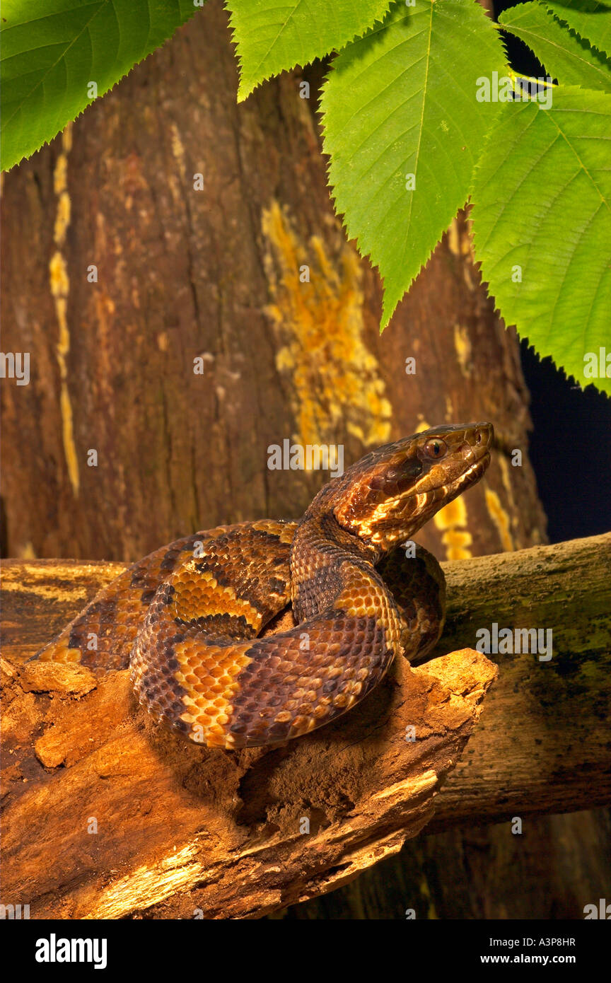 Cottonmouth snake Agkistrodon piscivorous conanti Florida USA Stock ...