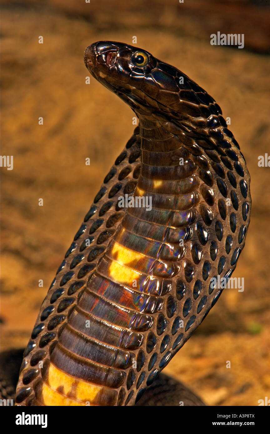 Pakistani black cobra hi-res stock photography and images - Alamy