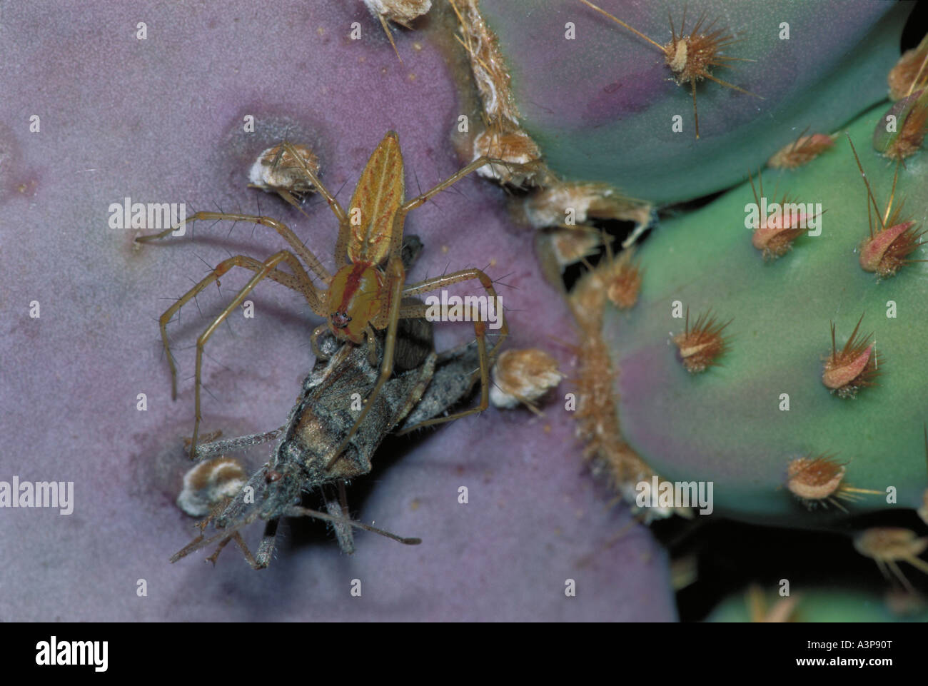 Green Lynx Spider Puecetia viridans On prickly pear eating insect Stock ...