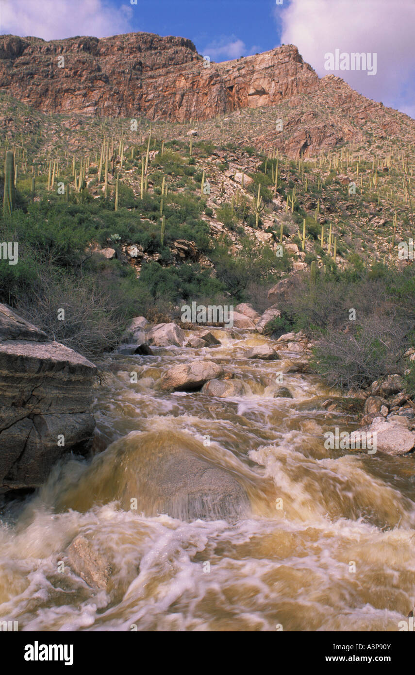 Desert wash flowing after storm near Tucson Arizona Stock Photo - Alamy