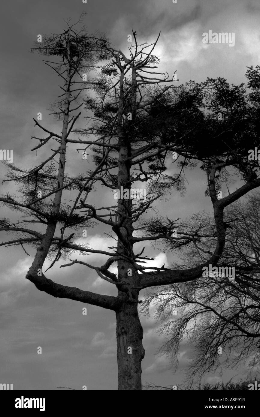 The four tree Stock Photo - Alamy