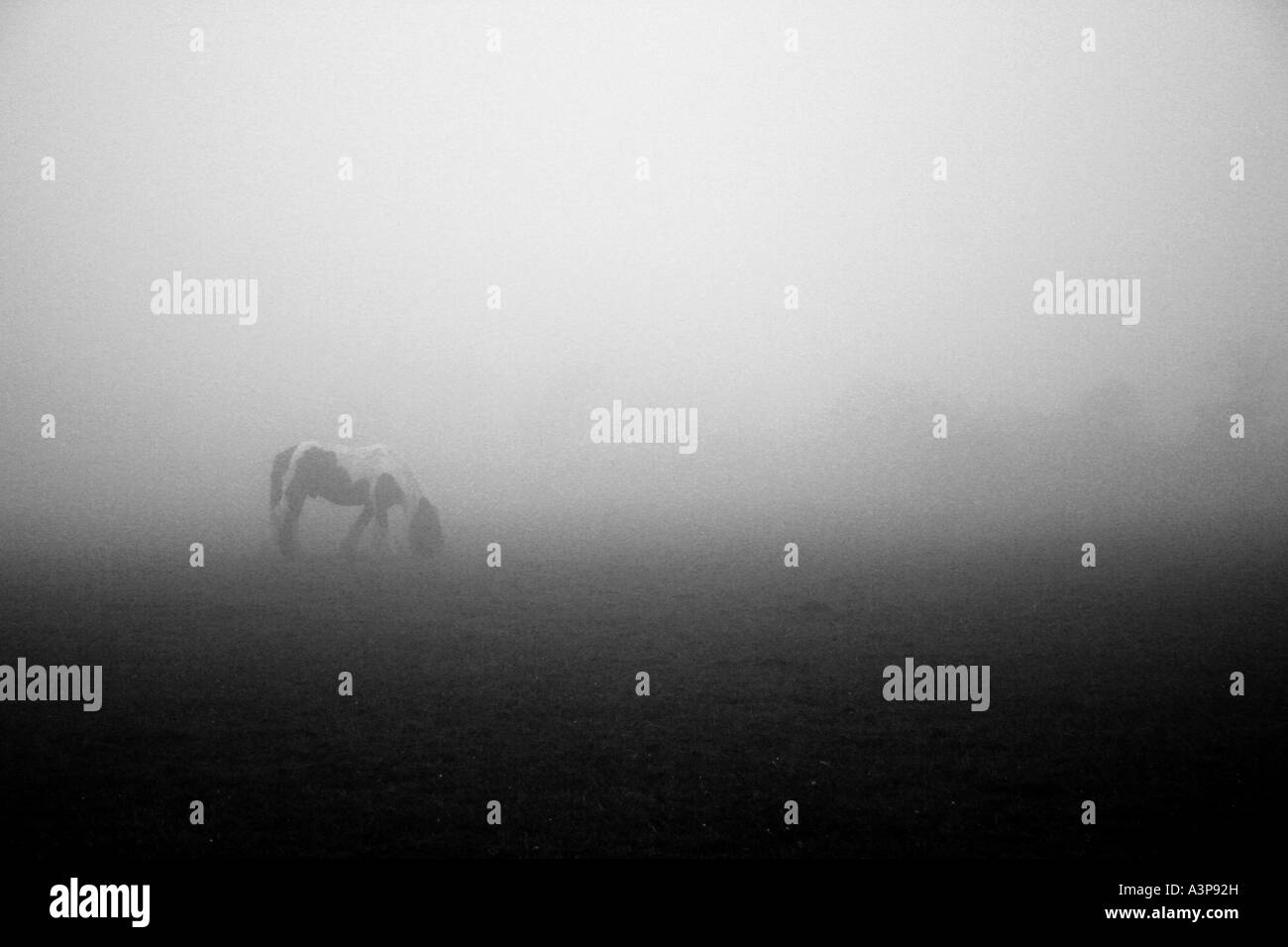 Stallion in the mist Stock Photo - Alamy