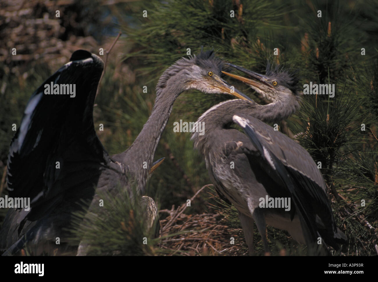 Grey Heron Ardea cinerea At the largest rookery in Europe near ...