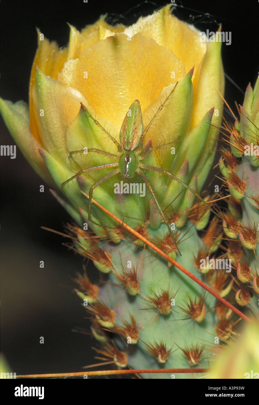 Green Lynx Spider Puecetia viridans On prickly pear Arizona Stock Photo ...