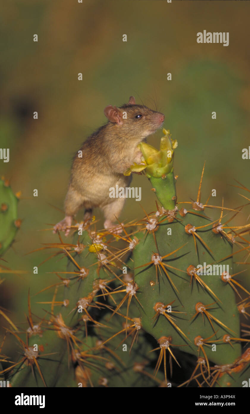 West redonda island hi-res stock photography and images - Alamy