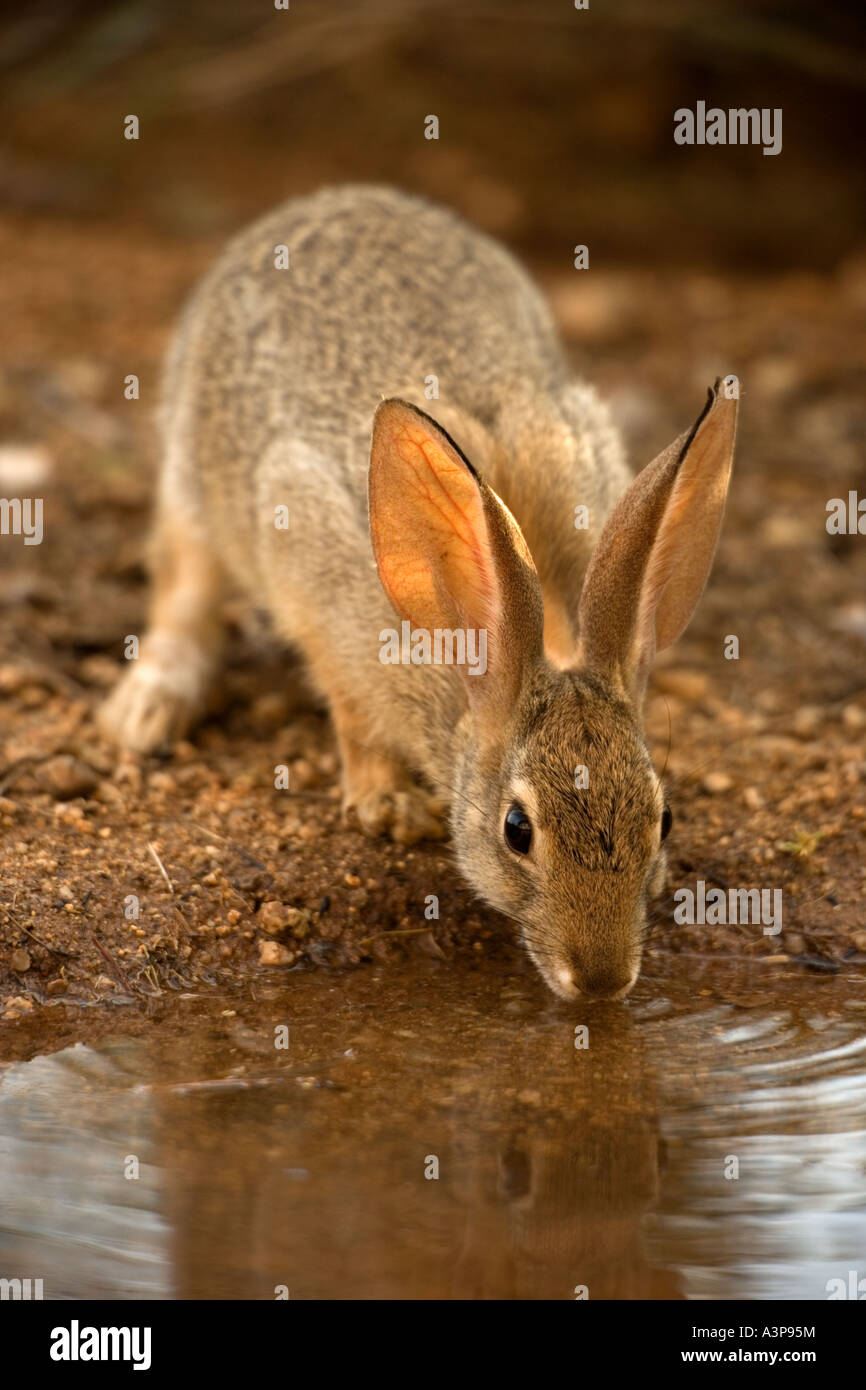 Desert Cottontail Sylvilagus auduboni Arizona Sonoran desert Drinking ...