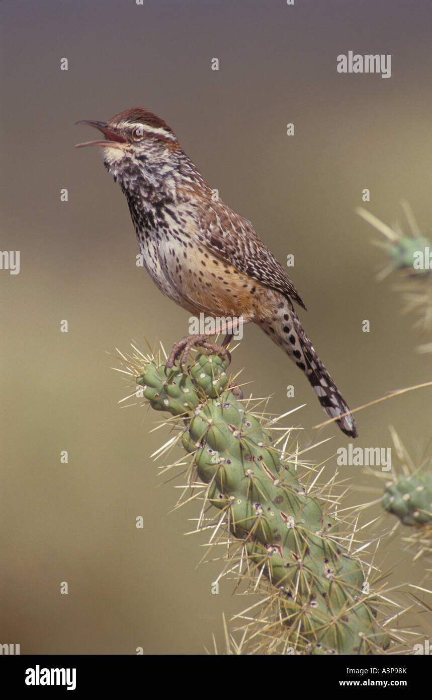 Cactus Wren Campylorhnchus brunneicapillus Arizona Stock Photo - Alamy