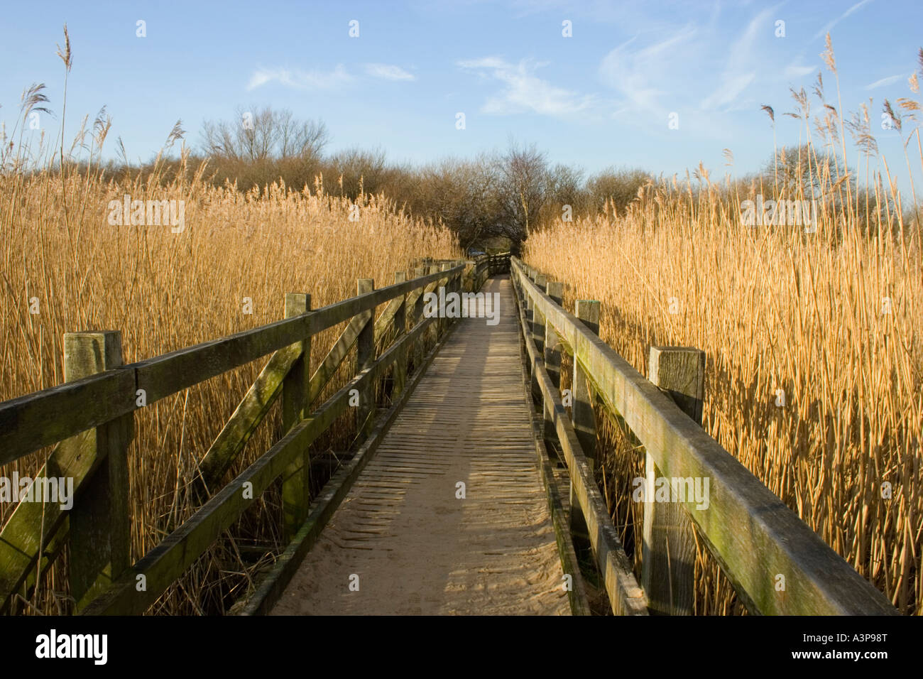 Walkway through Reed Beds, Shell Bay, Studland, Isle of Purbeck, Dorset ...