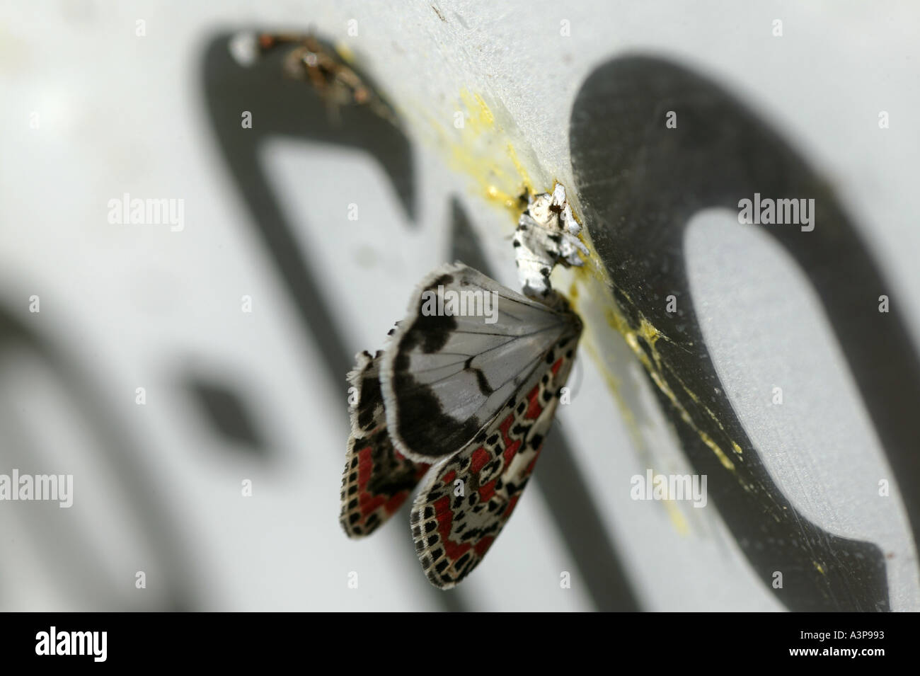 Butterfly killed hi-res stock photography and images - Alamy