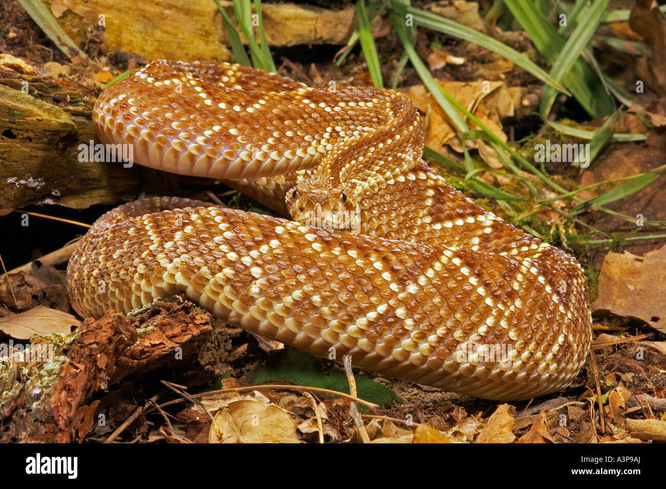 Cascavel snake crotalus durissus terrificus hi-res stock photography ...