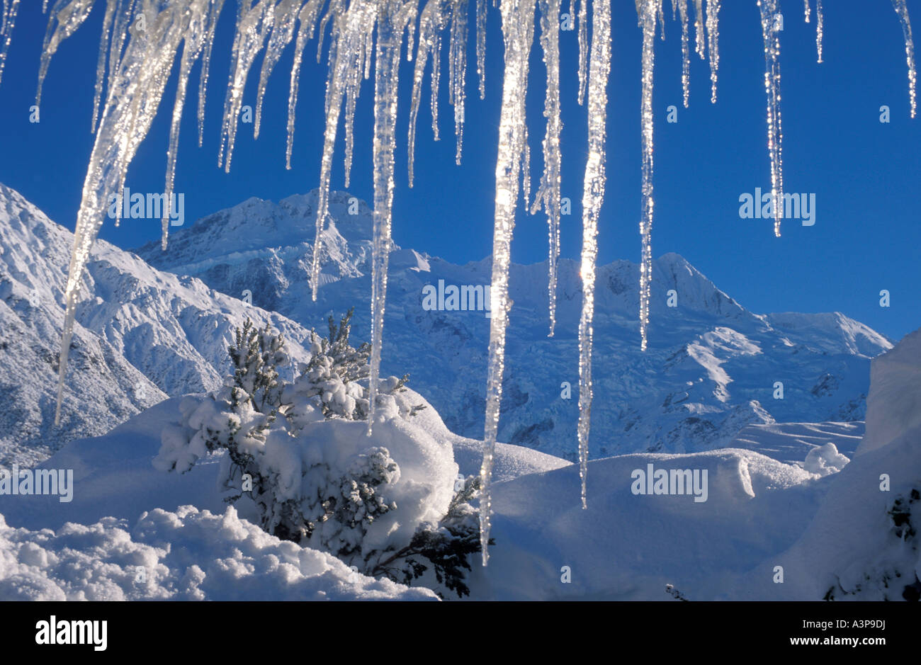 Thick icicles with mountain scenery behind Mount Cook, New Zealand ...