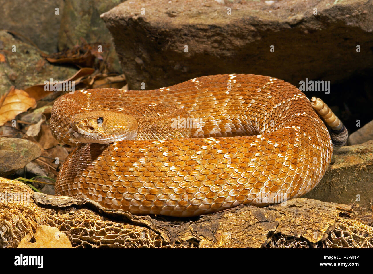 Red Diamond Rattlesnake Crotalus ruber ruber USA Stock Photo - Alamy