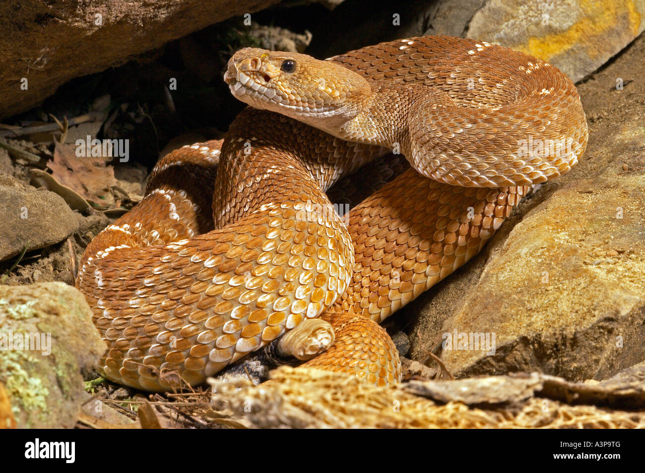 Red Diamond Rattlesnake Crotalus ruber ruber USA Stock Photo - Alamy