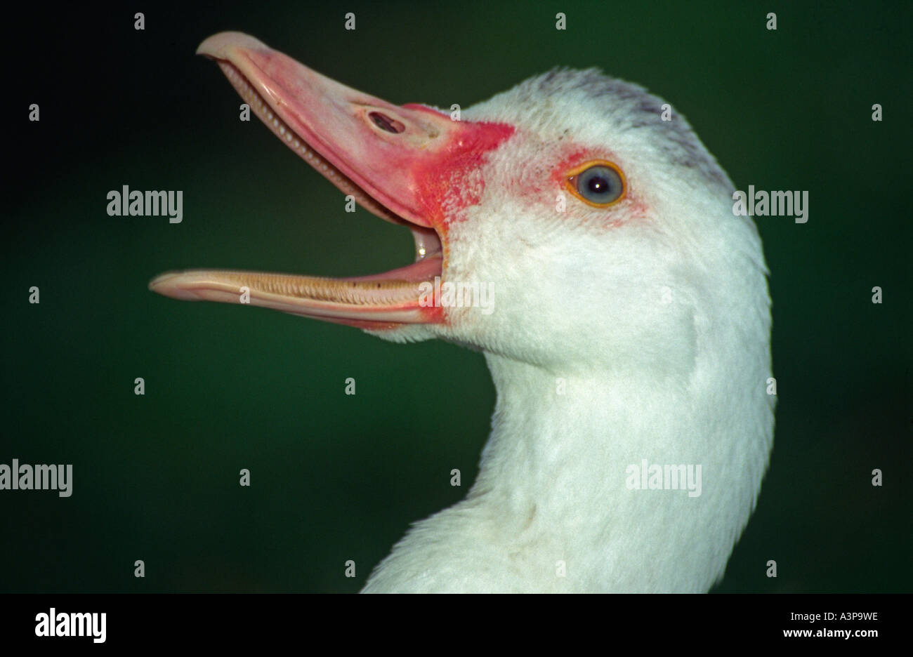 white duck head with open beak Stock Photo - Alamy