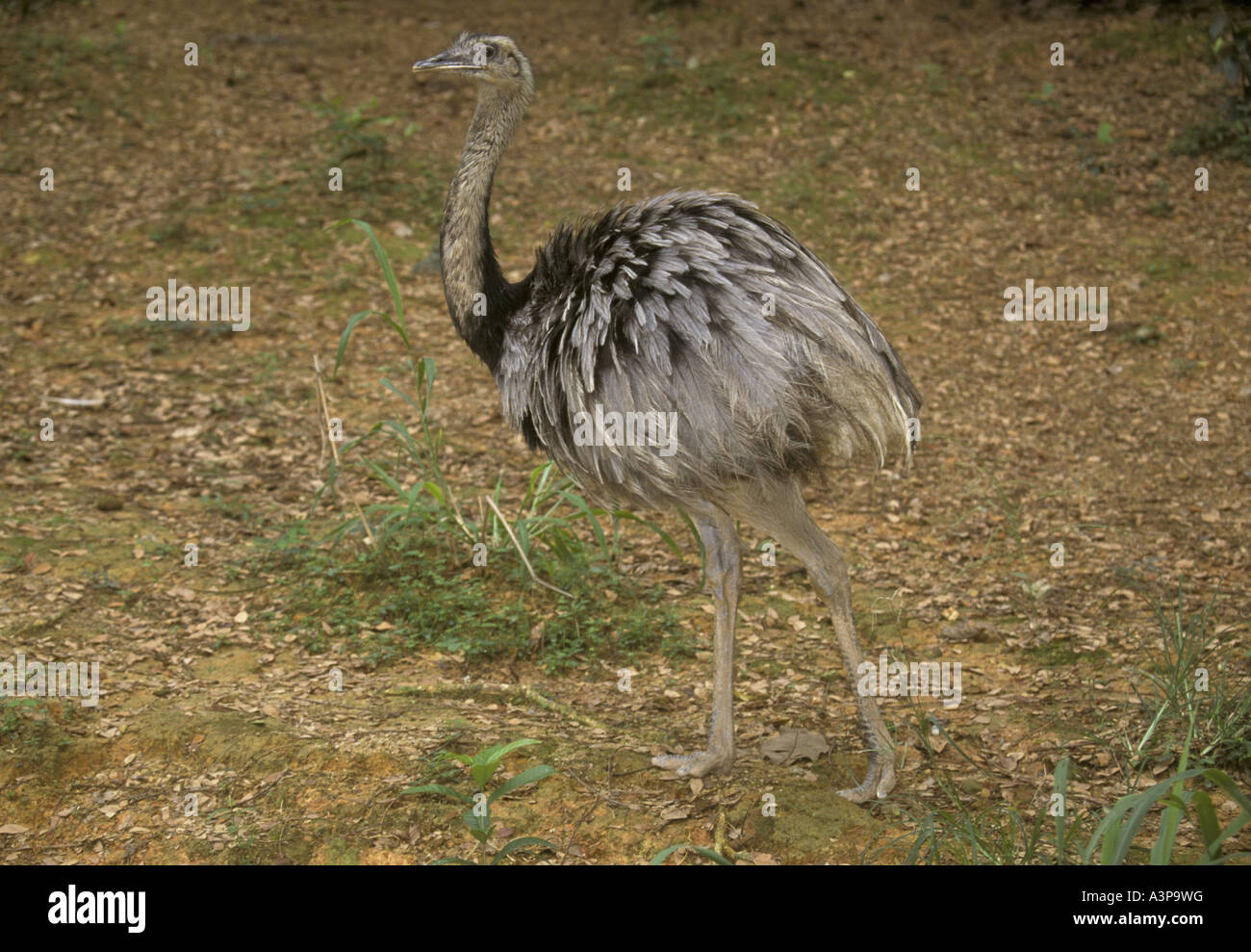 Greater Rhea Rhea americana Stock Photo - Alamy