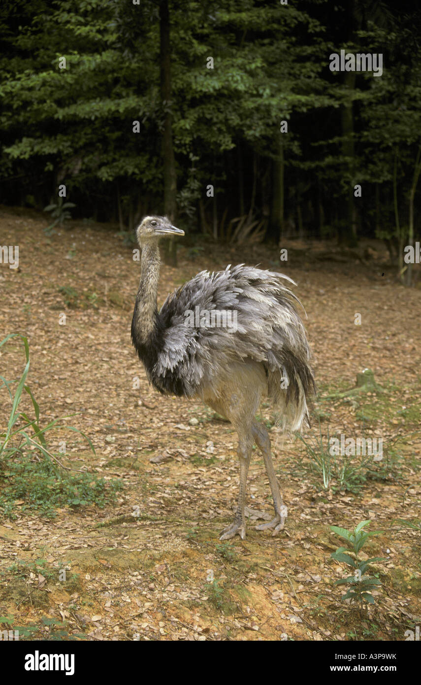Greater Rhea Rhea americana Stock Photo - Alamy