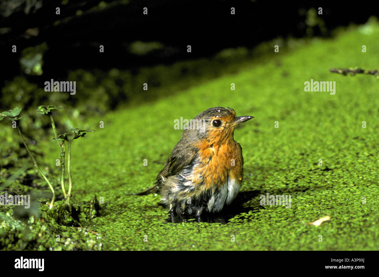 European Robin Erithacus rubecula standing in water bathing droplets on ...