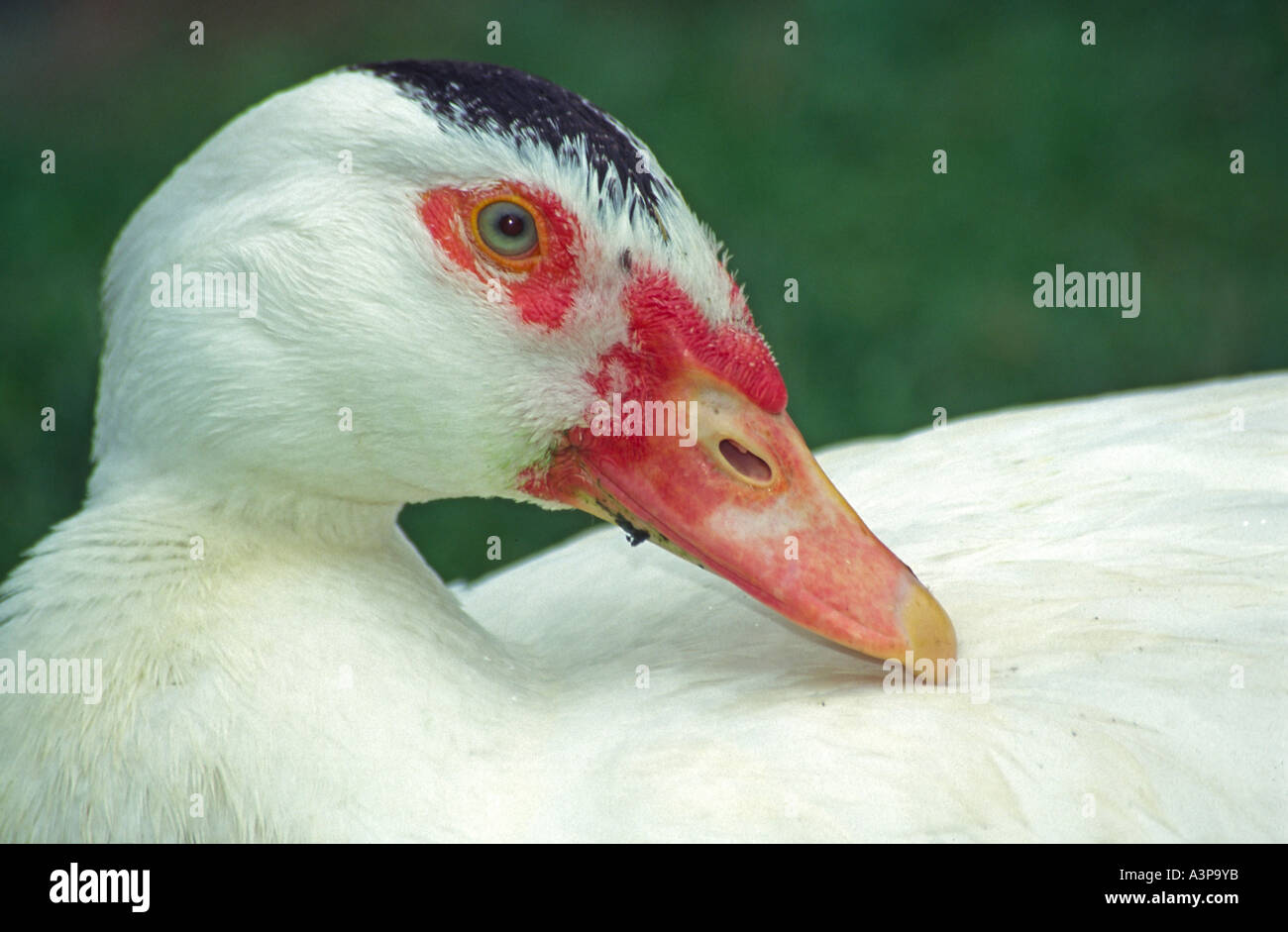 white and black and red duck head Stock Photo - Alamy