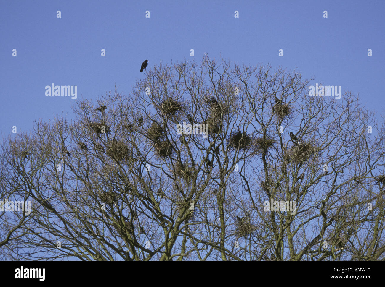 Rook Rookery in Spring Stock Photo - Alamy
