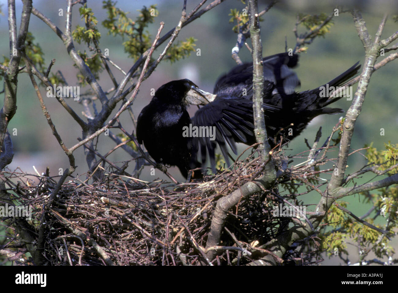 Rook Corvus frugilegus Courtship feeding Stock Photo - Alamy