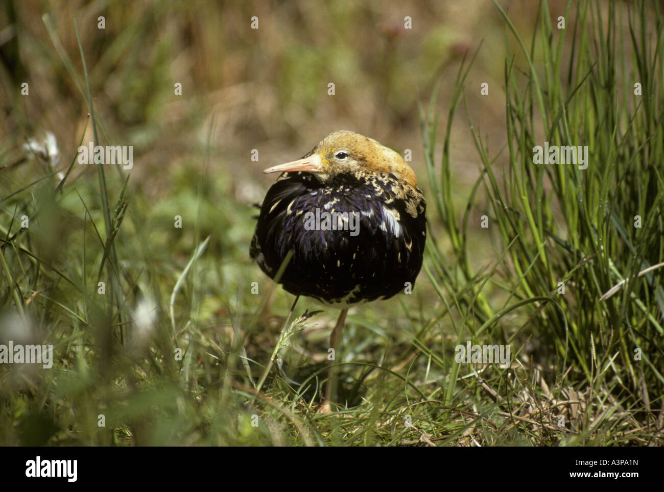 Ruff Philomachus pugnax Standing on one leg in grass summer Stock Photo ...