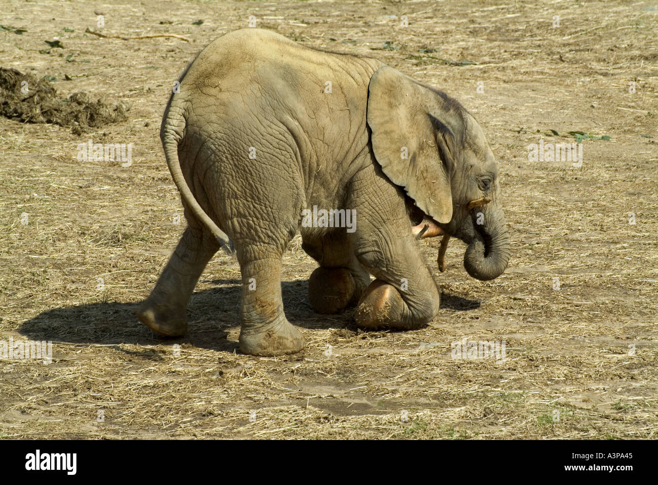 Elephant kneeling hi-res stock photography and images - Alamy