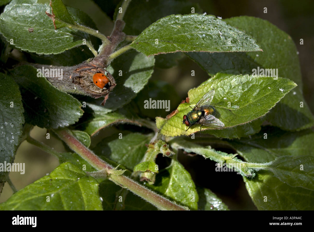 A Ladybird fly and Greenfly on Plum tree leaves Stock Photo - Alamy