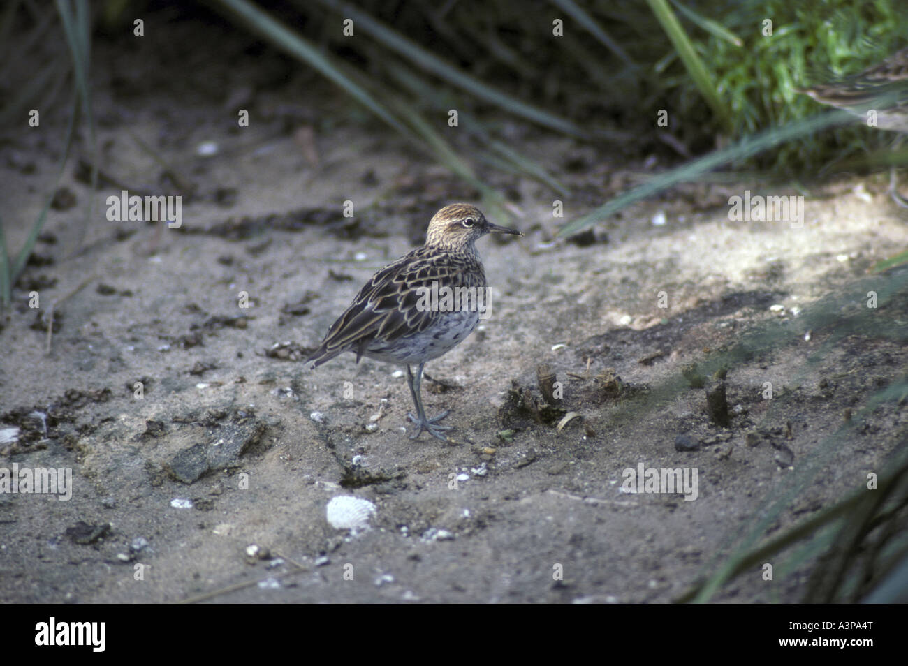 Sharp tailed Sandpiper Calidris acuminata standing on groun shell Stock ...