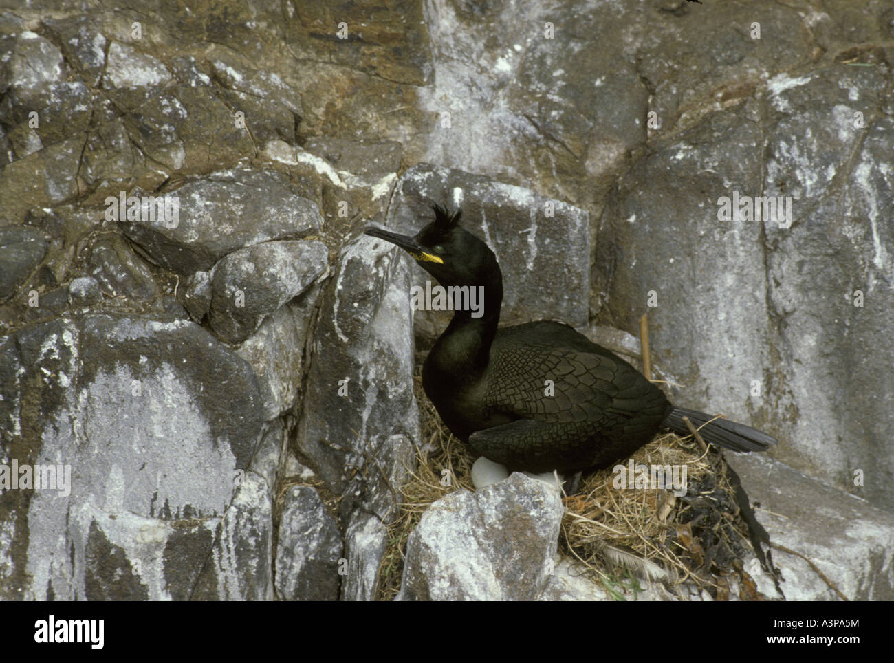 Shag Phalocrocorax aristotelis Adult at nest eggs visible summer Stock ...