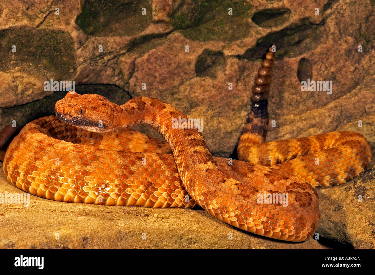 Panamint Rattlesnake Crotalusmitchelli stephensi Nevada USA Stock Photo ...