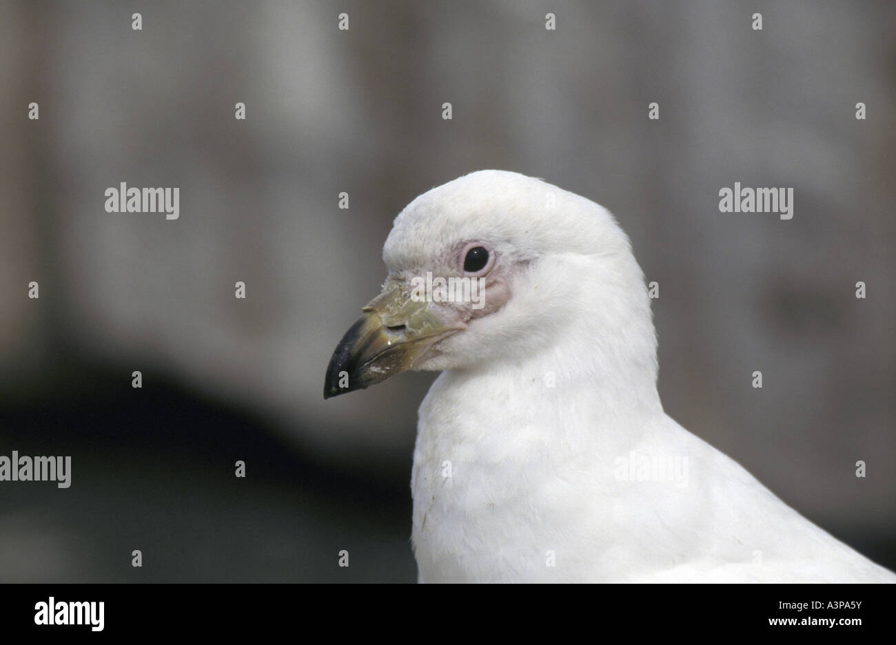 Snowy Sheathbill Chionis alba Head Falklands Stock Photo - Alamy