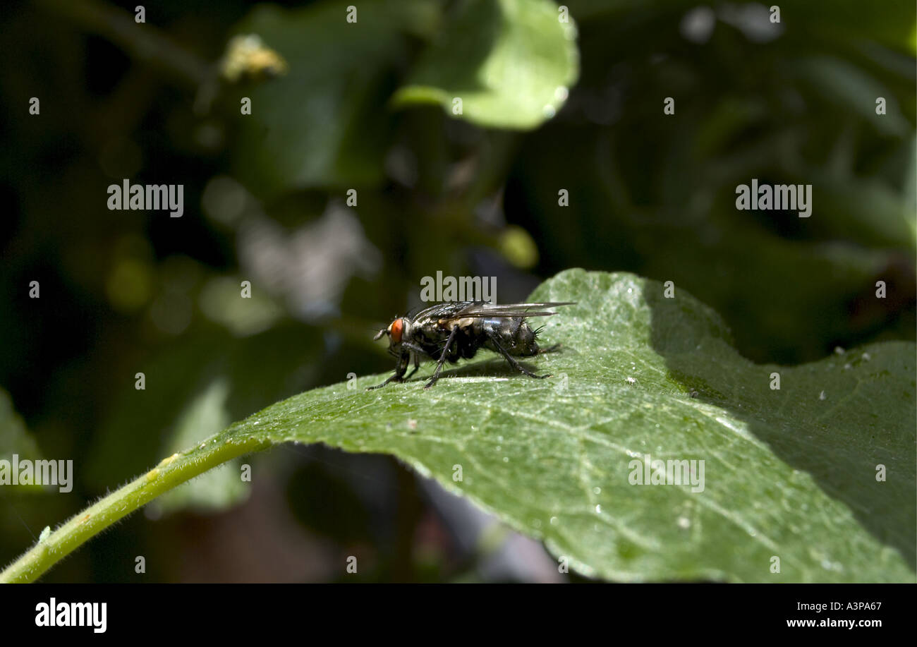 A fly on the leaf of a Plum Tree Stock Photo - Alamy