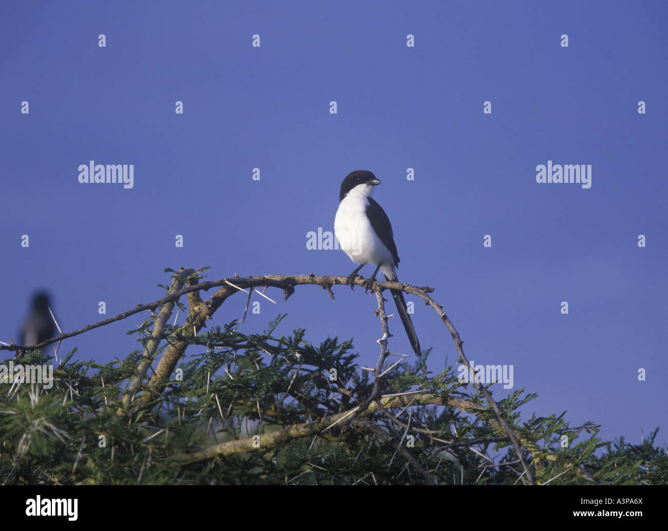 Long tailed Fiscal Shrike Lanicus cabanisi Stock Photo - Alamy