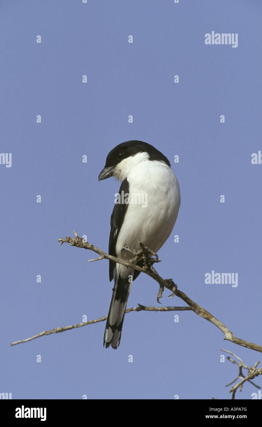 Taita Fiscal Shrike Lanius dorsalis Samburu Kenya Stock Photo - Alamy