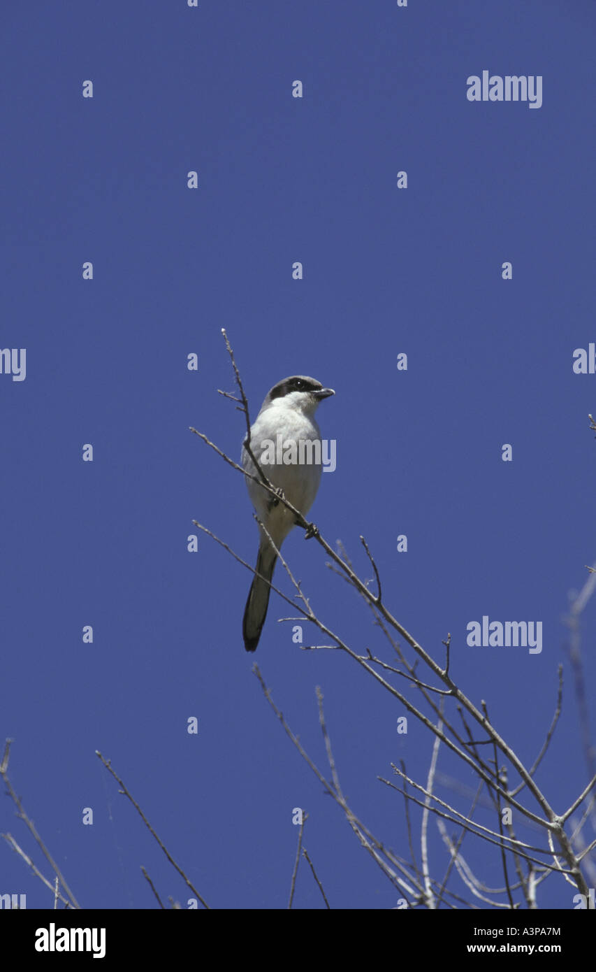 Loggerhead Shrike Lanius ludovicianus Florida Stock Photo - Alamy