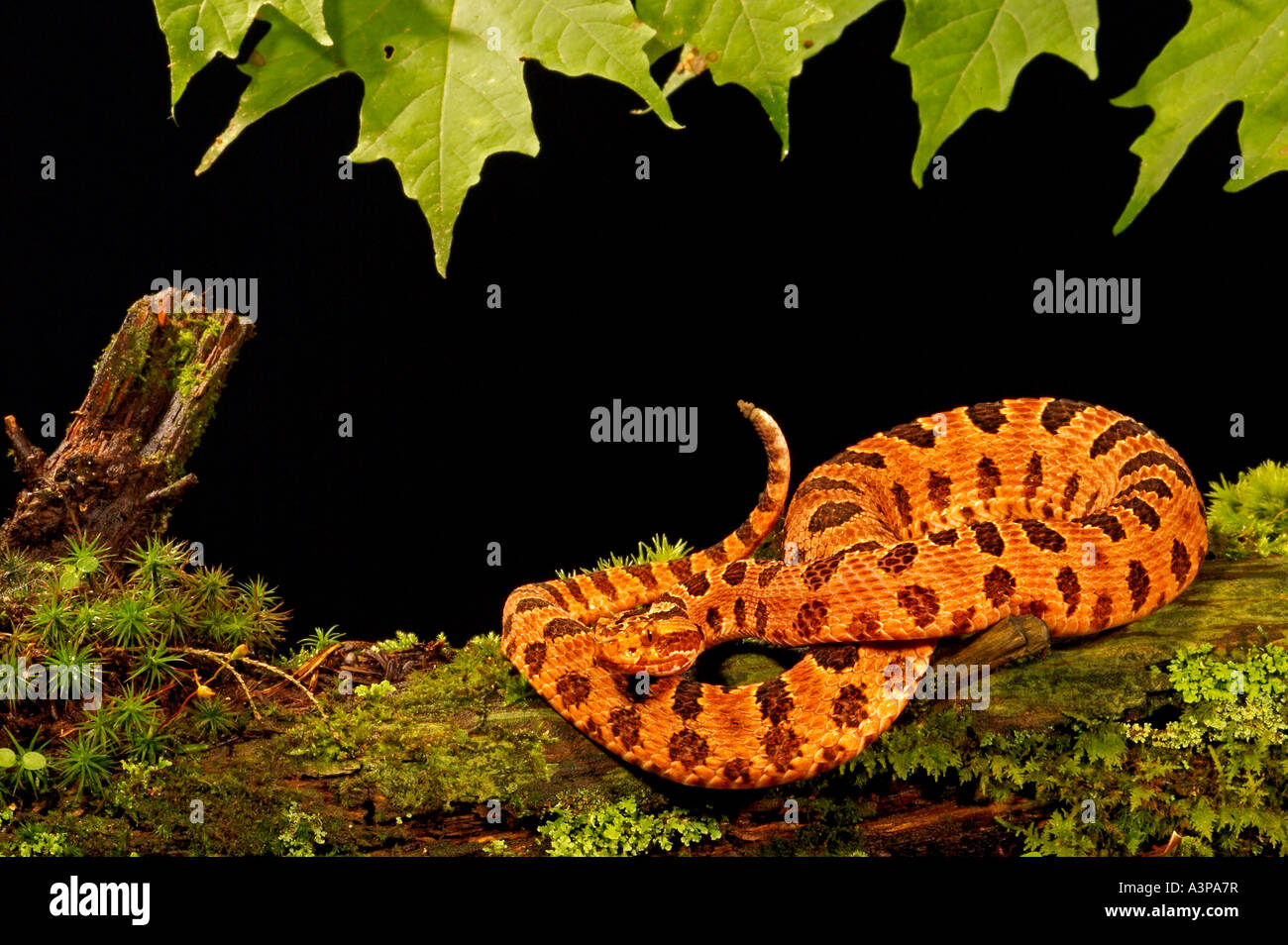 Red Pygmy Rattlesnake Sistrurus miliarius miliarius spots SE USA Stock ...