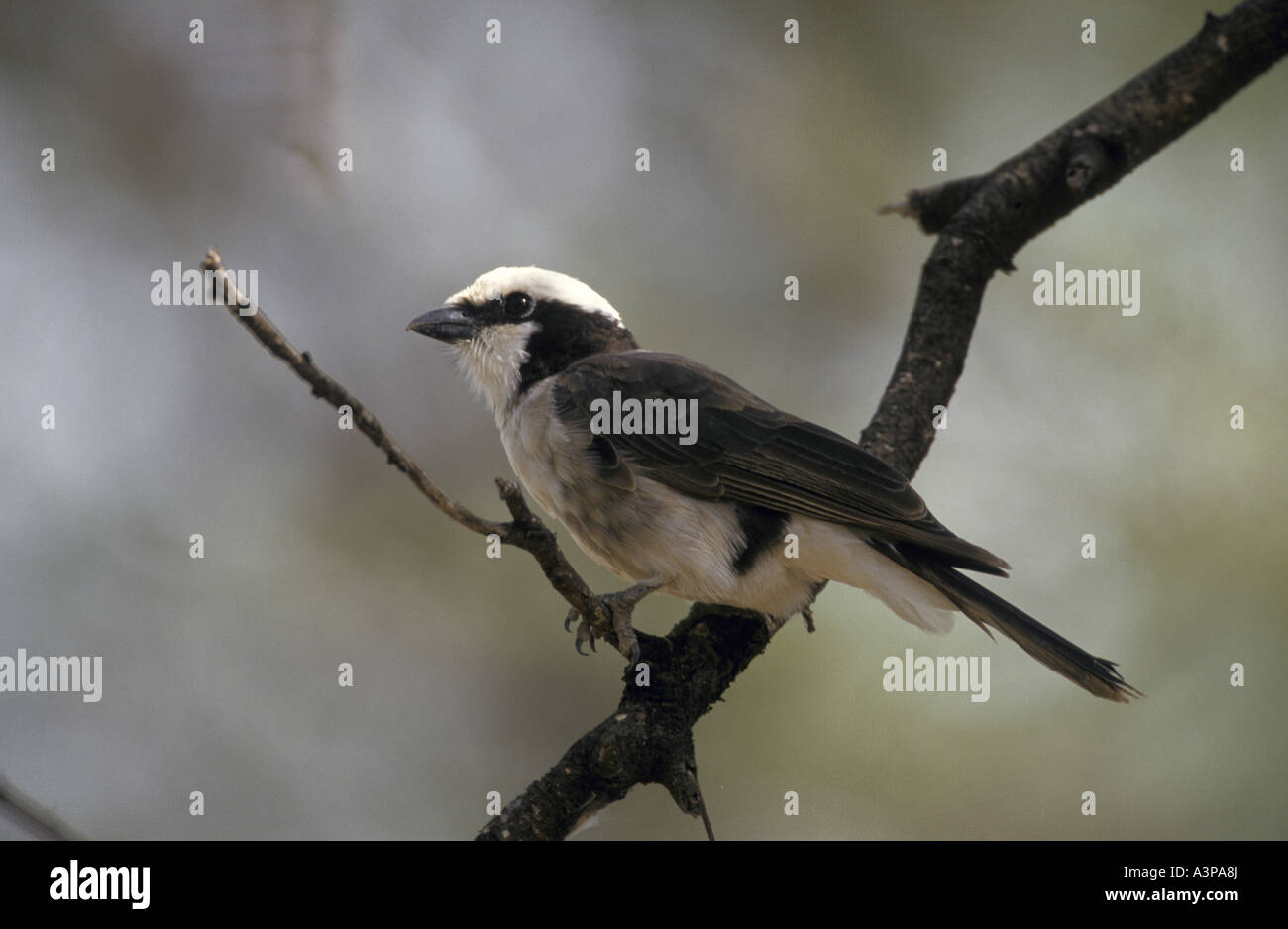 White crowned Shrike Eurocephalus ruppelli Kenya Stock Photo - Alamy