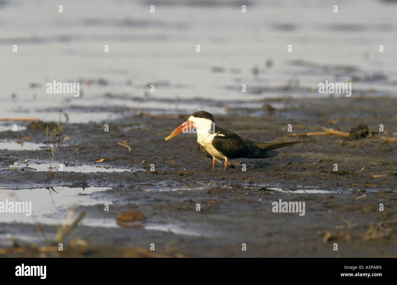 African Skimmer Rhynchops flavirostris Adult Okavango Botswana Stock ...