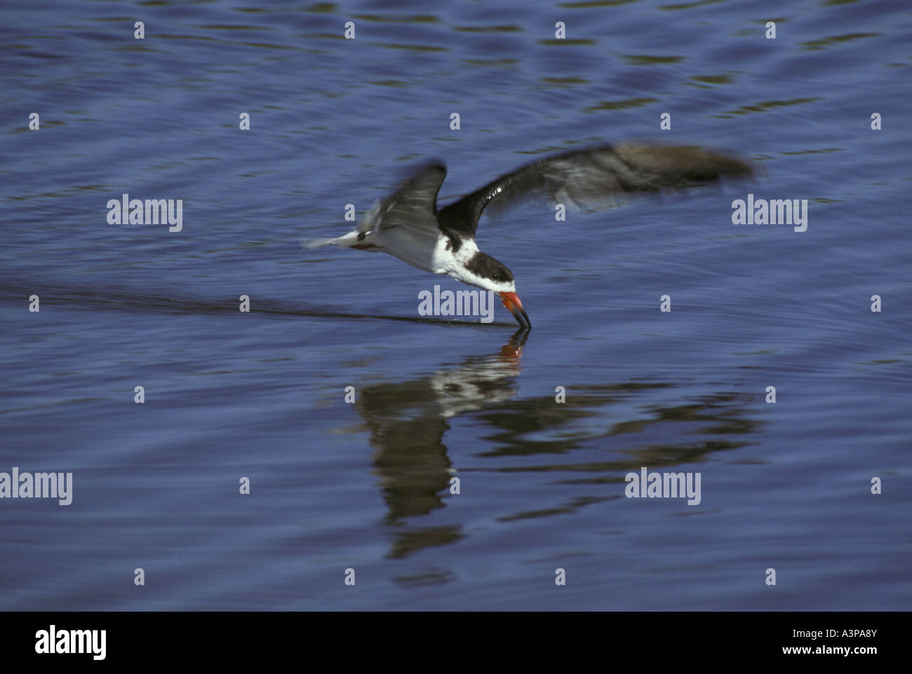 Black Skimmer Rynchops niger Skimming Florida Stock Photo - Alamy