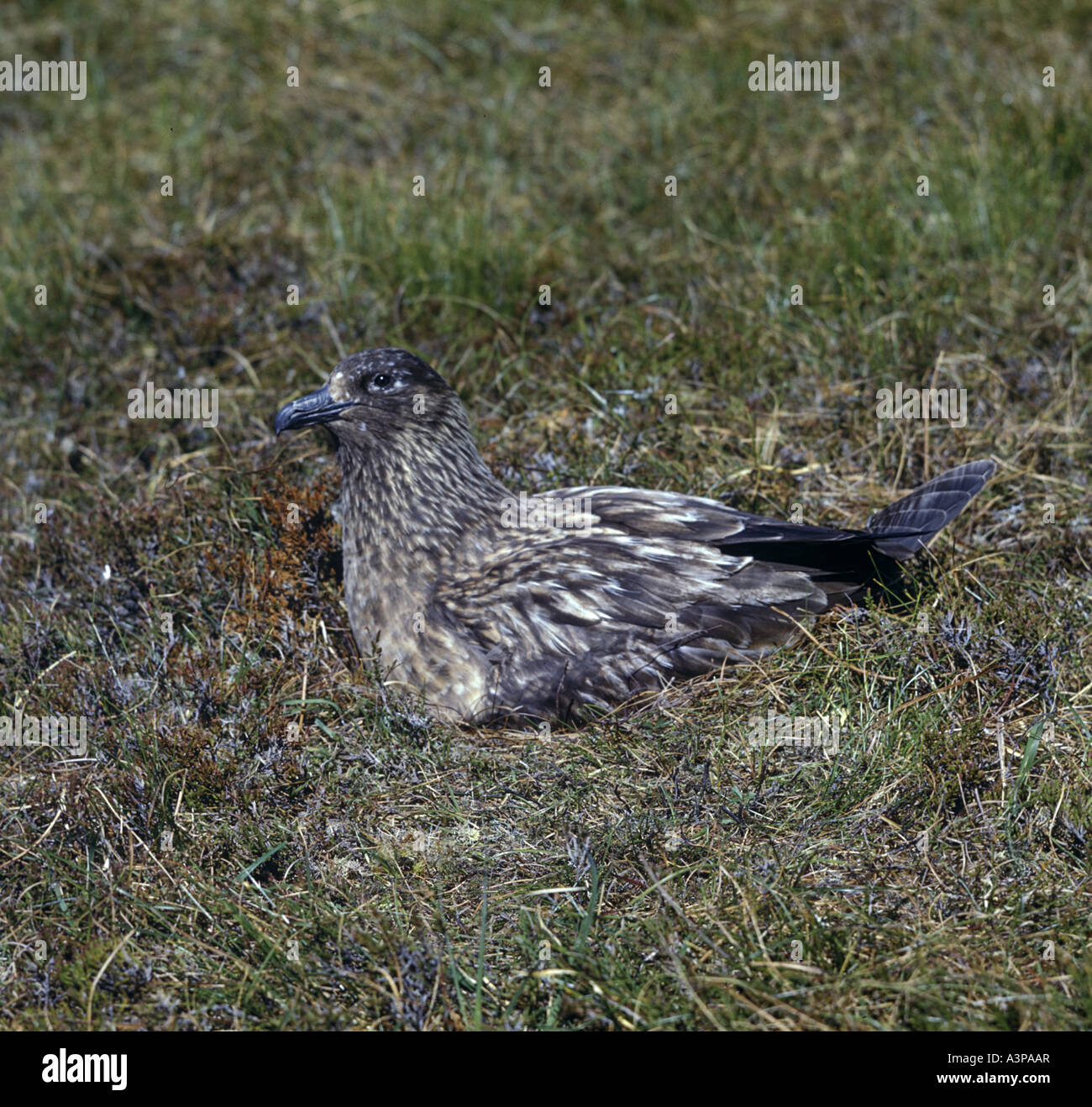 Great Skua Stercorarius skua sitting on nest incubating eggs Stock ...